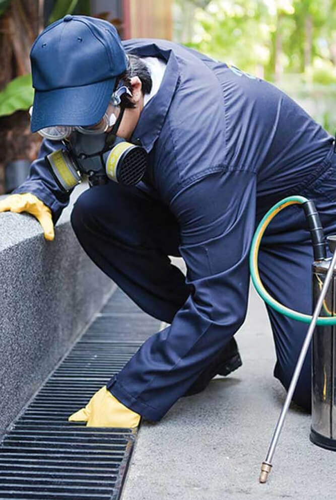 Ant Control – RG Enterprises